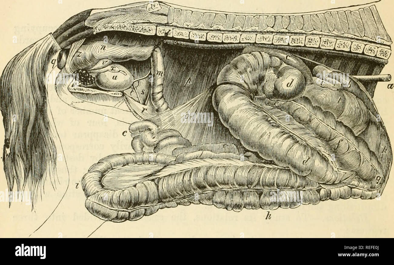 Valvulae conniventes hi-res stock photography and images - Alamy