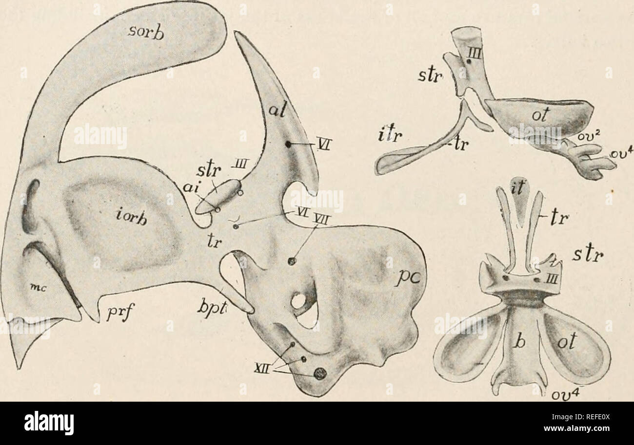 Occipital Condyle