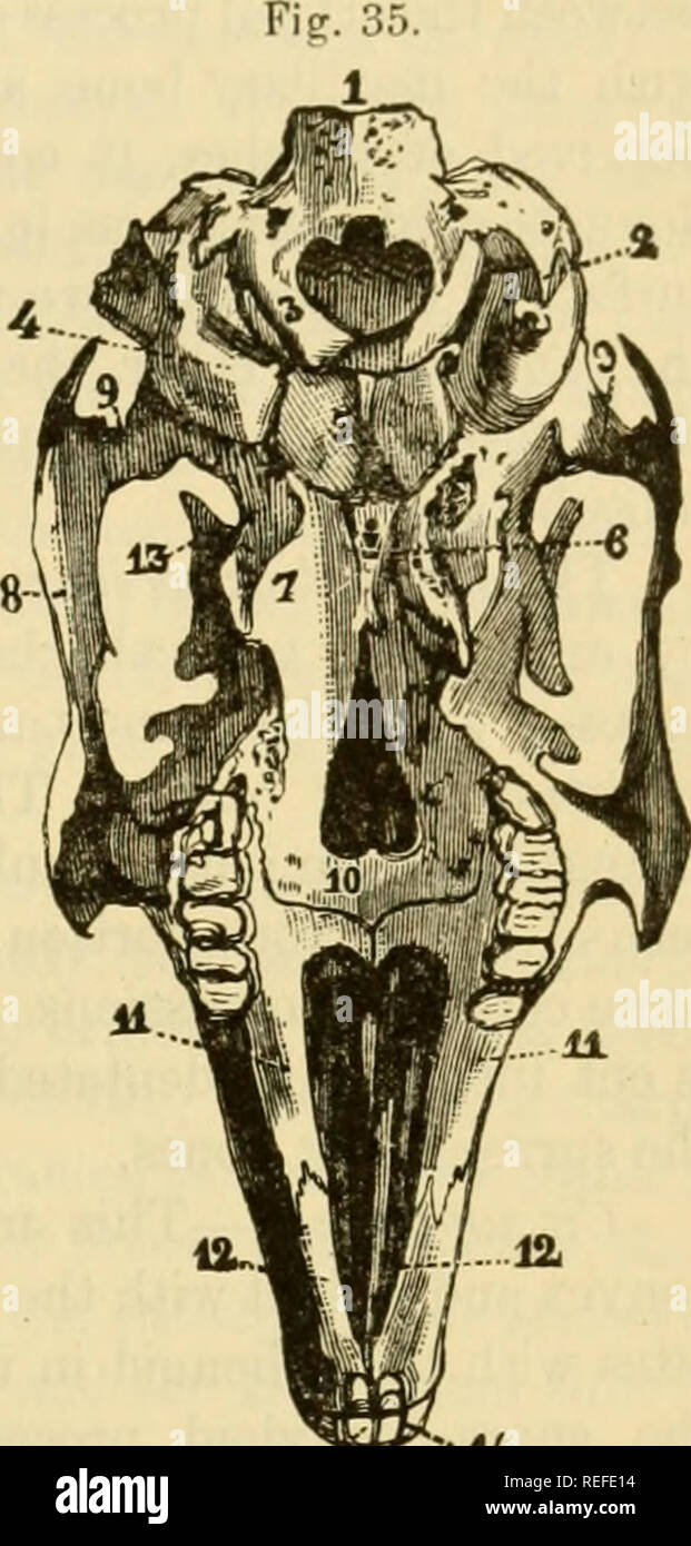 Temporal Fossa Cat Temporal Fossa | Anatomy.app
