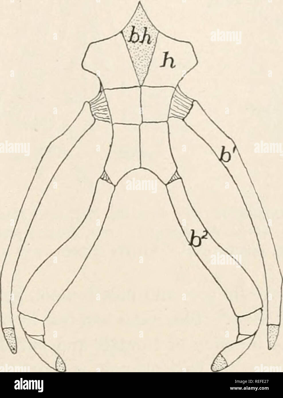 . Comparative anatomy of vertebrates. Anatomy, Comparative; Vertebrates ...