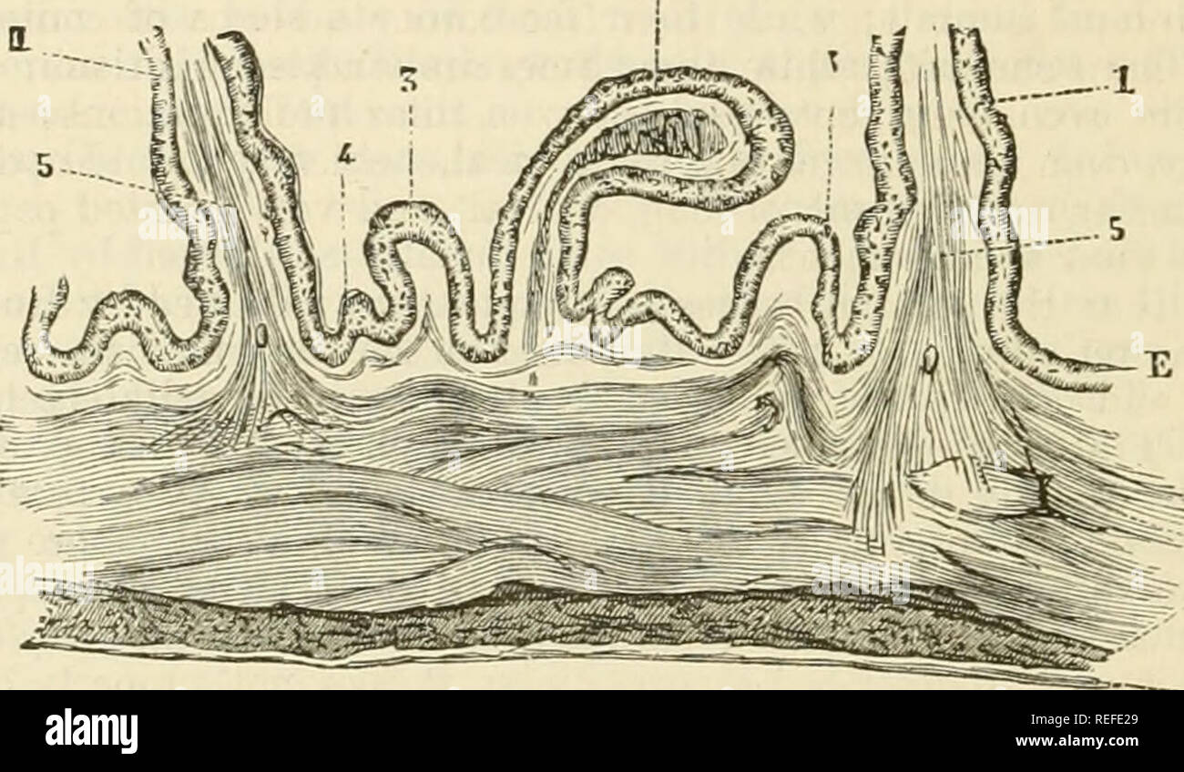 Digestive Sac High Resolution Stock Photography and Images - Alamy