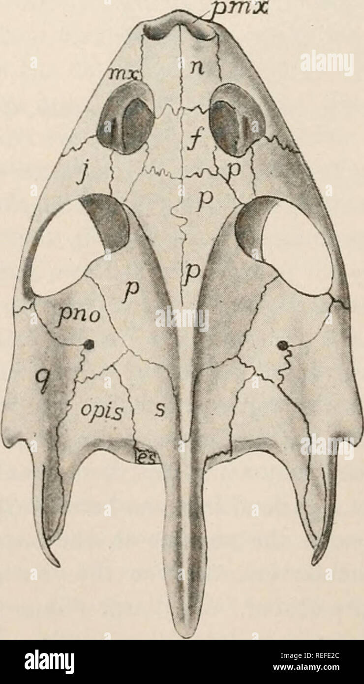 Turtle Head Anatomy