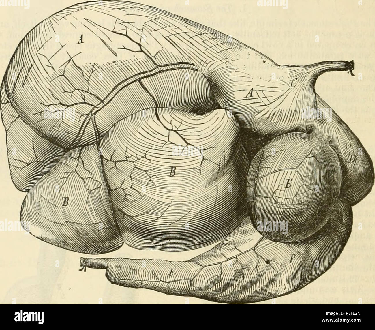 The omasum hi-res stock photography and images - Alamy