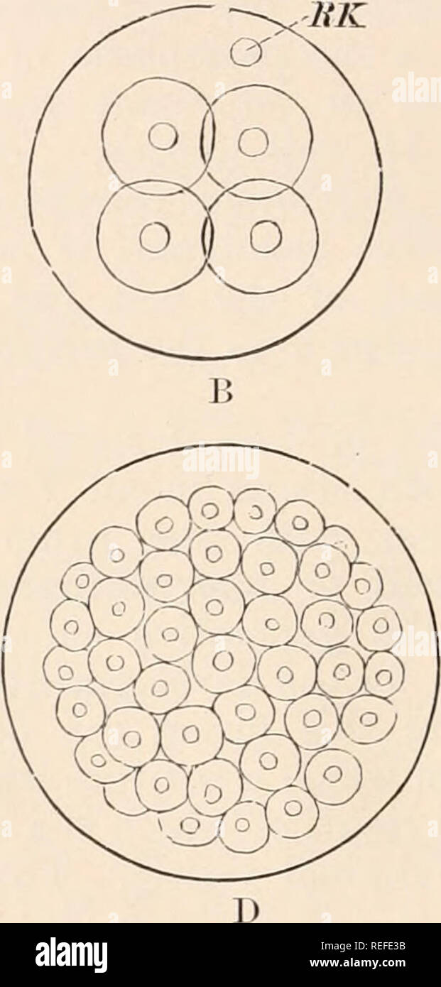 . Comparative anatomy of vertebrates. Anatomy, Comparative; Vertebrates ...
