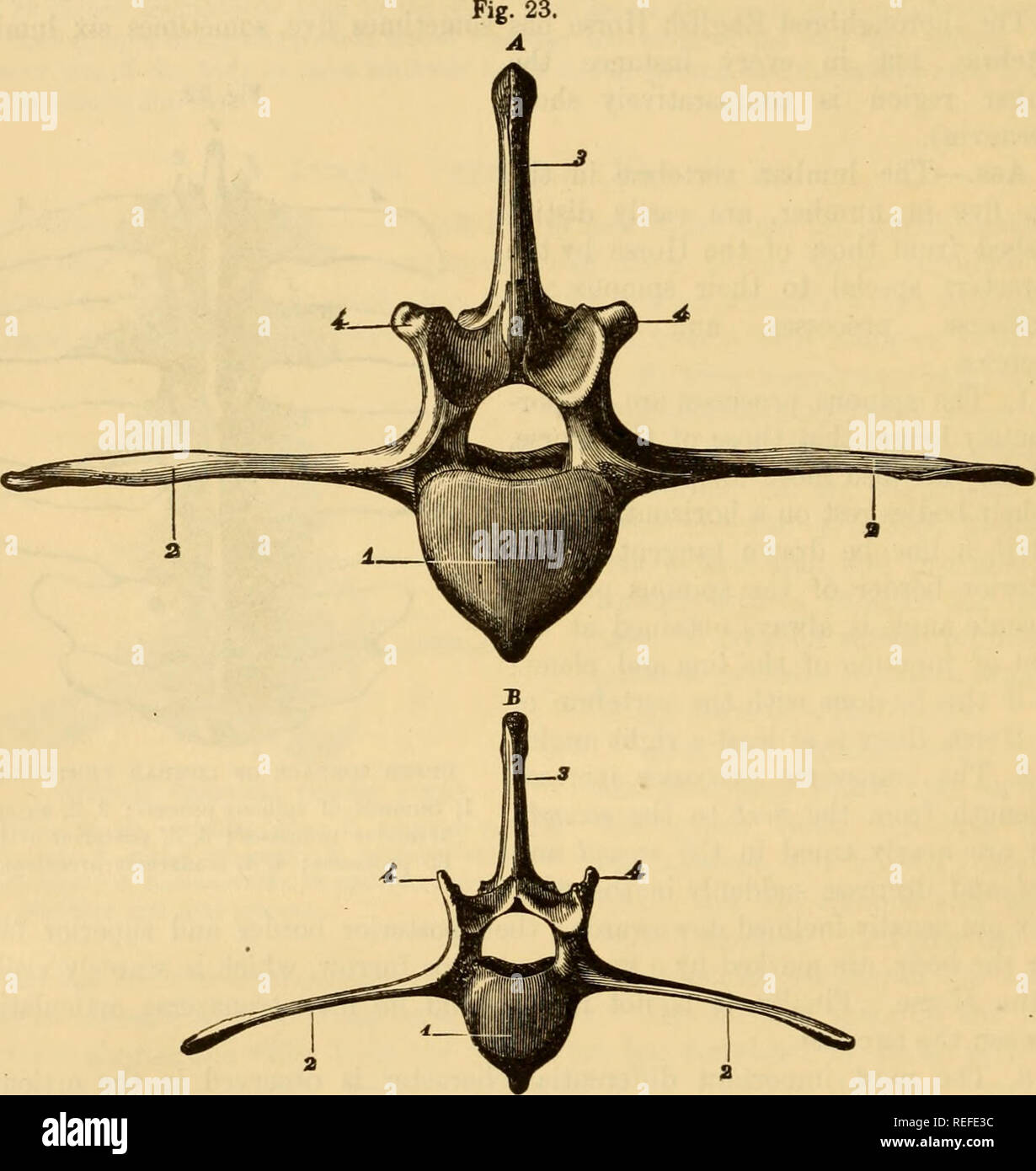 . The comparative anatomy of the domesticated animals. Horses ...