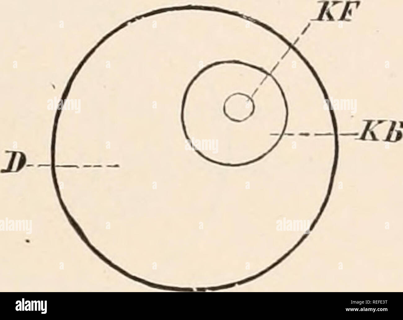 . Comparative anatomy of vertebrates. Anatomy, Comparative; Vertebrates ...