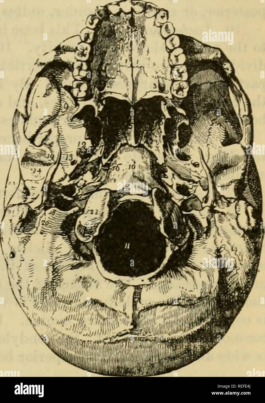 5 sphenoid bone hi-res stock photography and images - Alamy