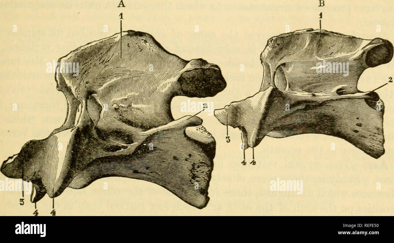 Cervical vertebra in animals hi-res stock photography and images - Alamy