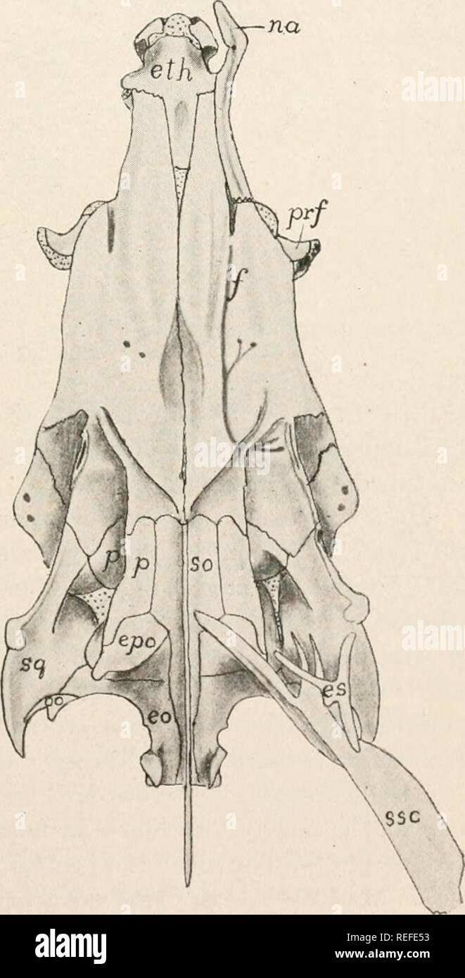 . Comparative anatomy of vertebrates. Anatomy, Comparative; Vertebrates ...