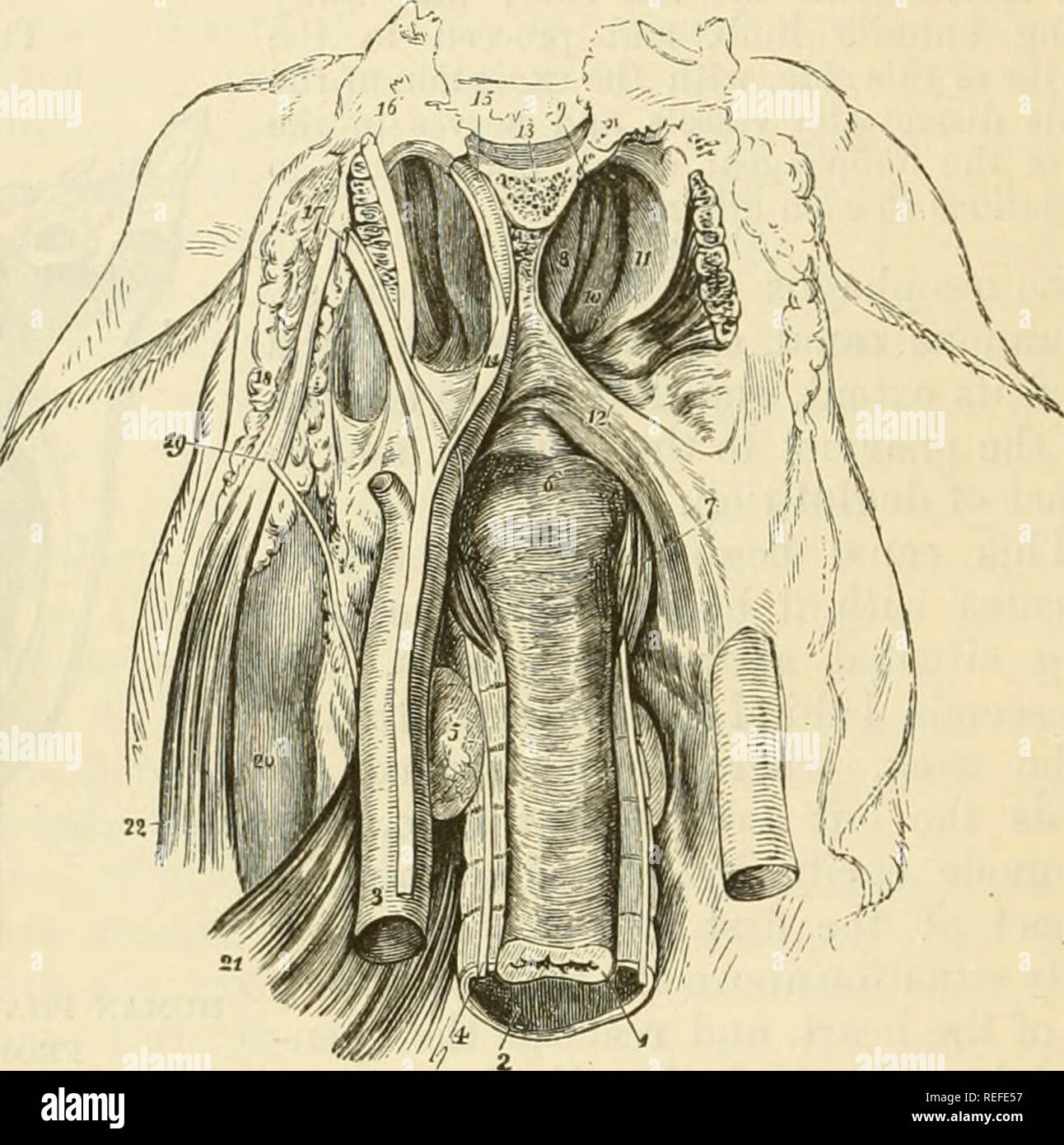 . The comparative anatomy of the domesticated animals. Veterinary ...