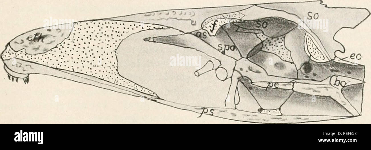 . Comparative anatomy of vertebrates. Anatomy, Comparative; Vertebrates ...
