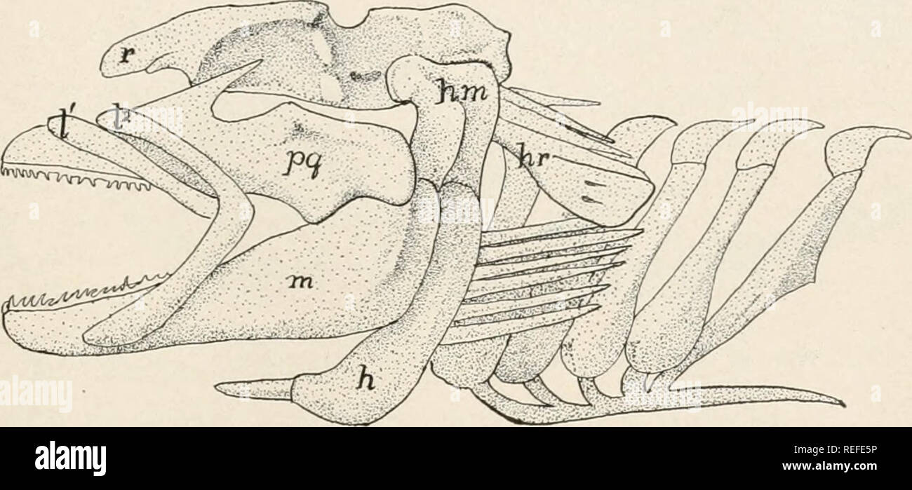. Comparative anatomy of vertebrates. Anatomy, Comparative; Vertebrates ...
