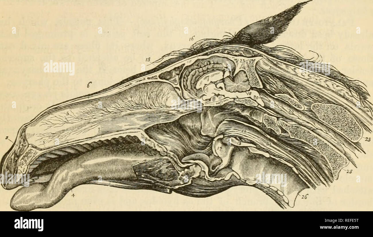 Nasal cavity veterinary anatomy hi-res stock photography and images - Alamy