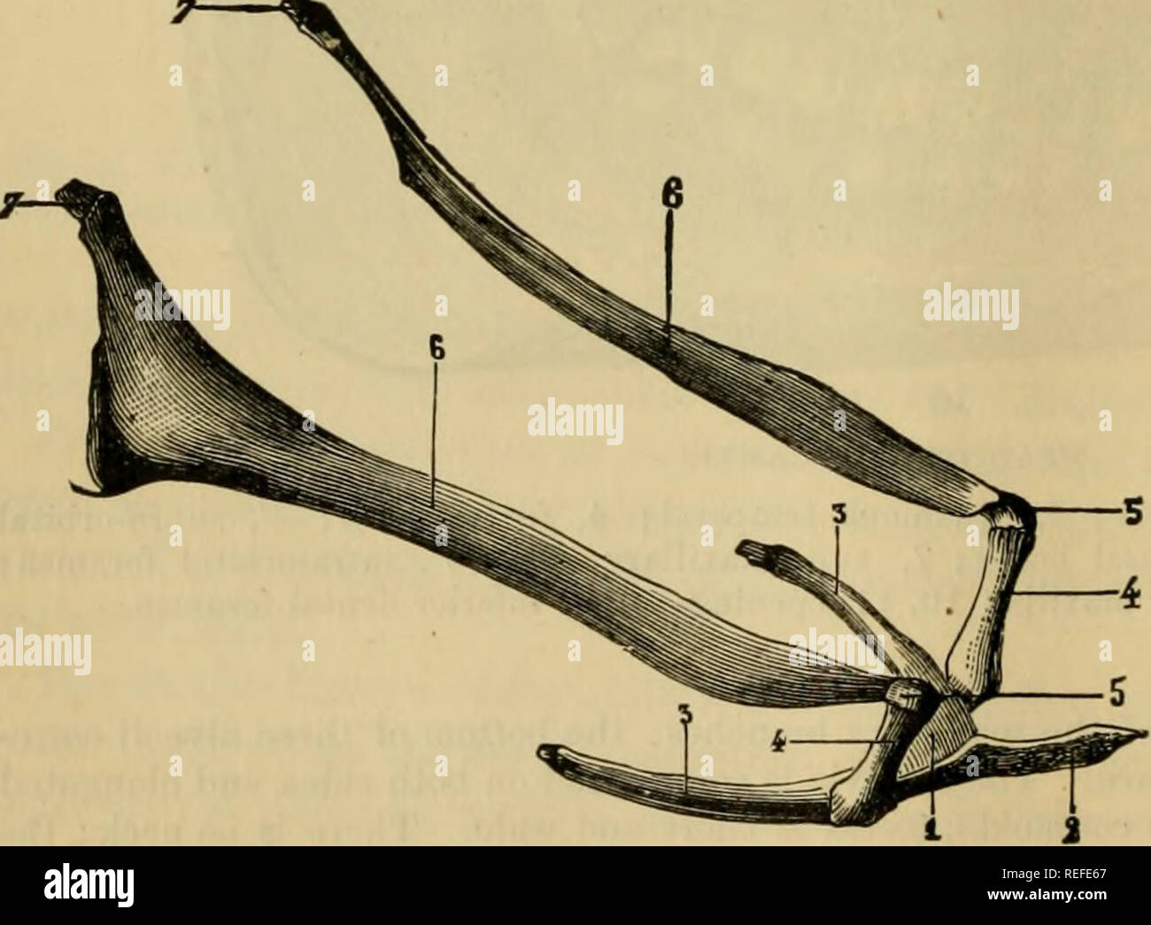 . The comparative anatomy of the domesticated animals. Veterinary ...