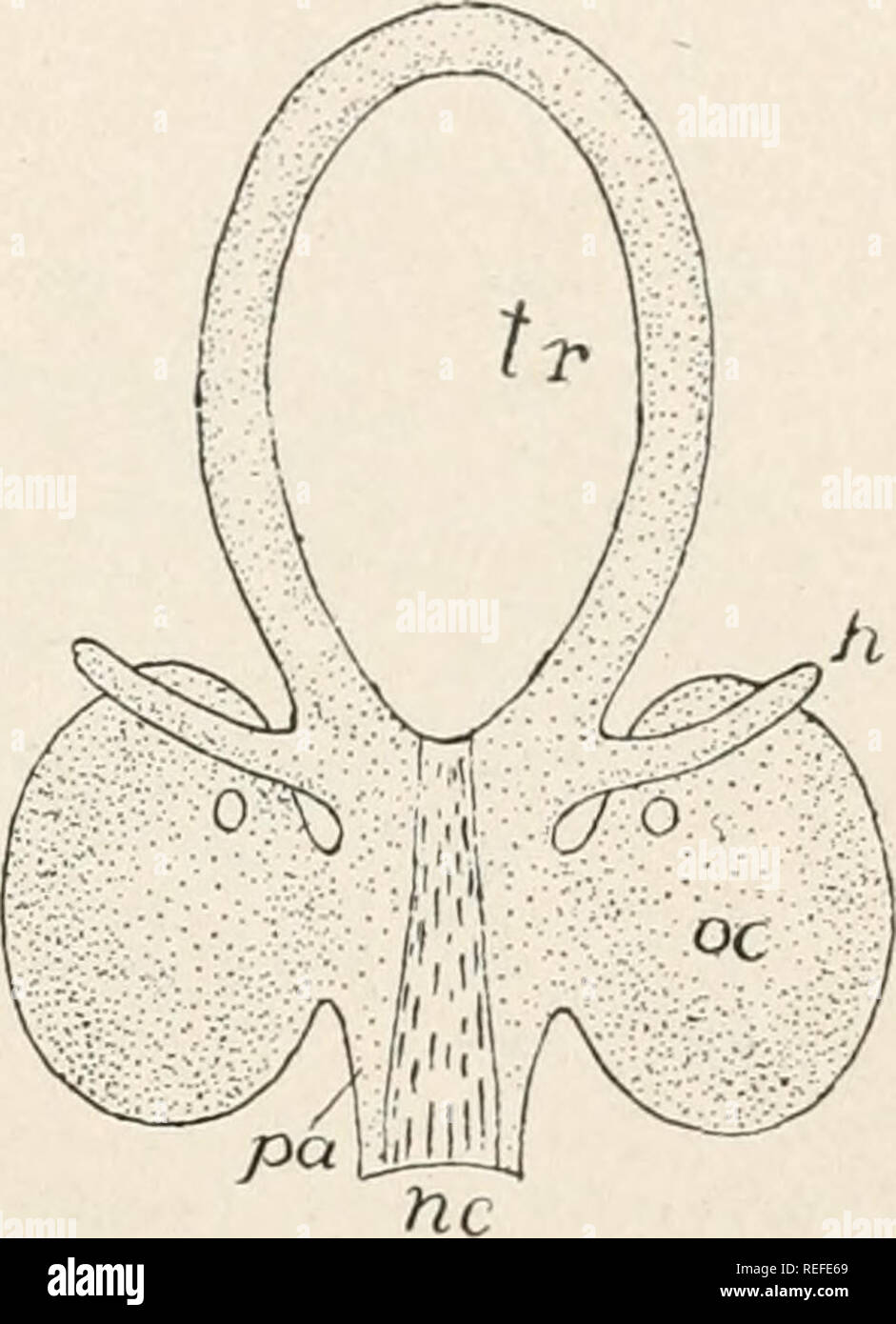Theriomorph hi-res stock photography and images - Alamy