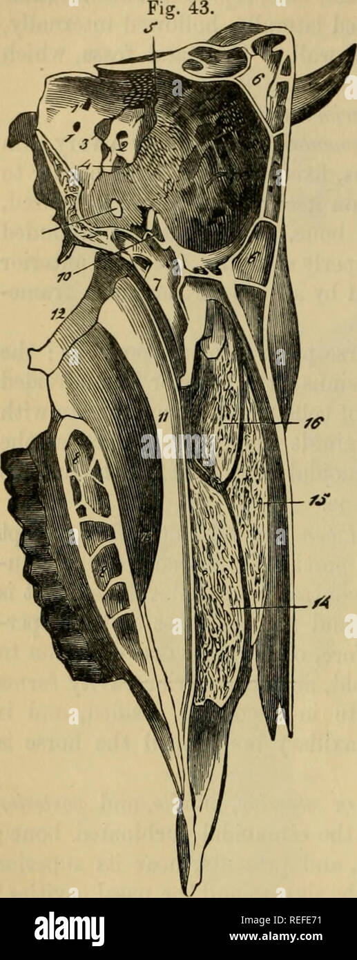Ethmoidal Sinus High Resolution Stock Photography and Images - Alamy