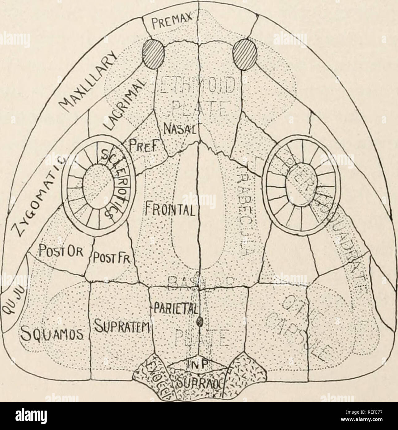 . Comparative anatomy of vertebrates. Anatomy, Comparative; Vertebrates ...