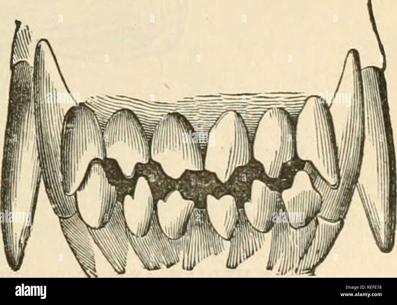 . The comparative anatomy of the domesticated animals. Veterinary ...