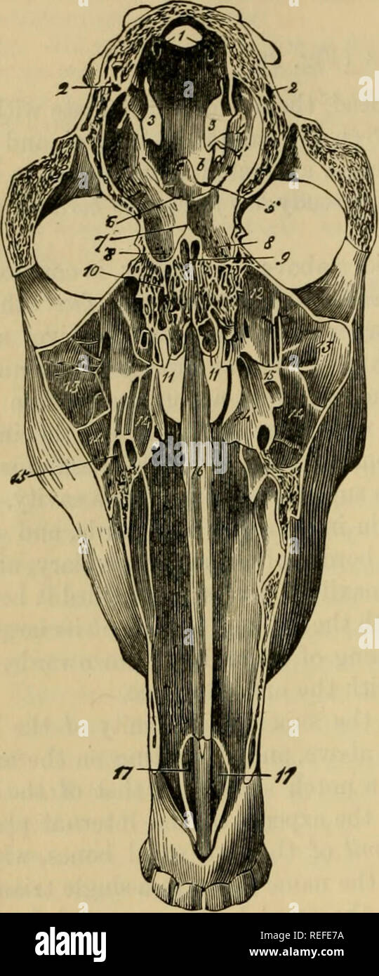 . The comparative anatomy of the domesticated animals. Veterinary ...