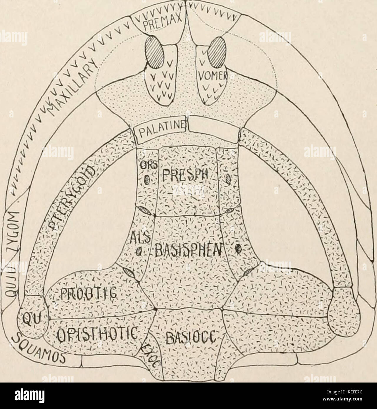 . Comparative anatomy of vertebrates. Anatomy, Comparative; Vertebrates ...