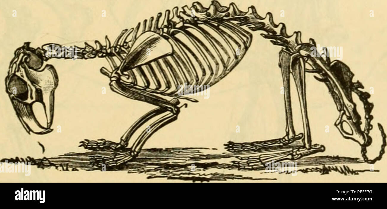 Limbs of the pig anatomy hi-res stock photography and images - Alamy