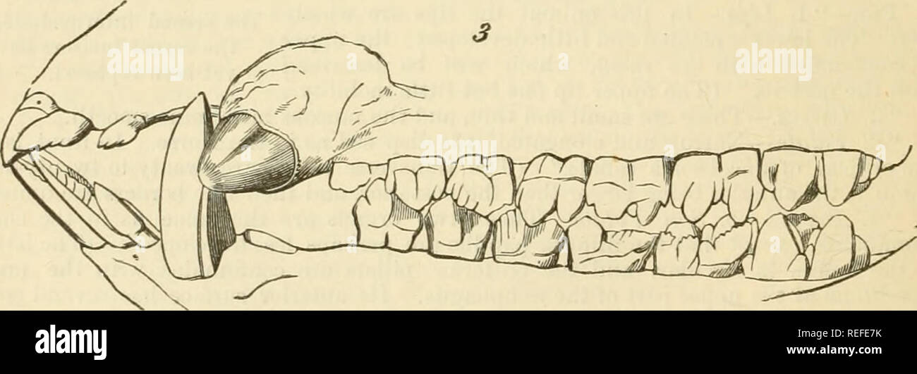 . The comparative anatomy of the domesticated animals. Veterinary ...