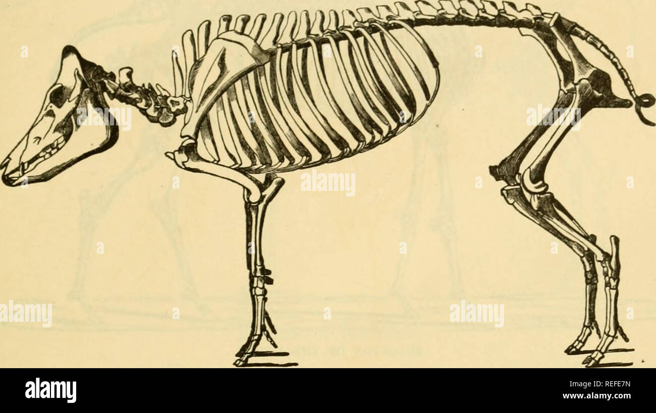 Pig anatomy skeleton bones hi-res stock photography and images - Alamy