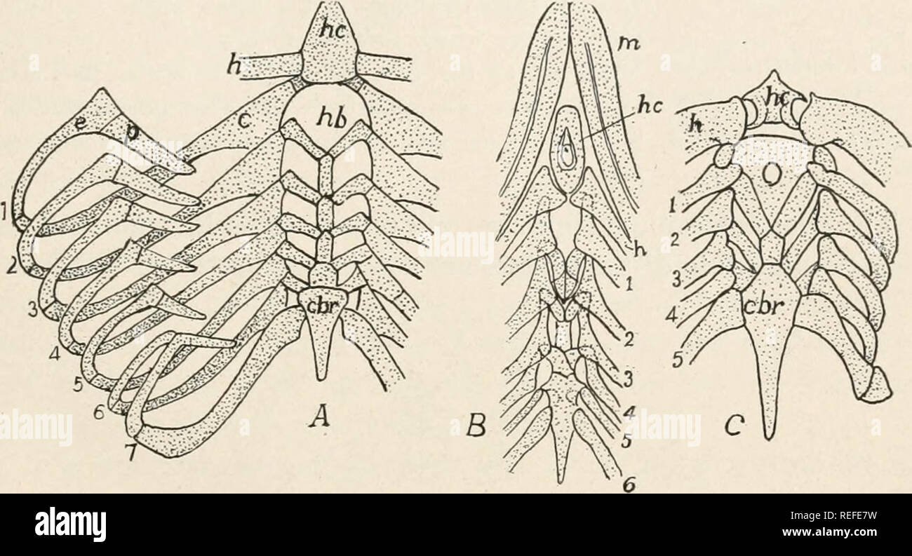 . Comparative anatomy of vertebrates. Anatomy, Comparative; Vertebrates ...