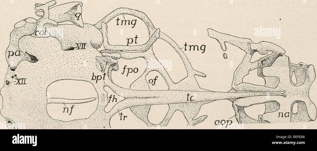 . Comparative anatomy of vertebrates. Anatomy, Comparative; Vertebrates ...