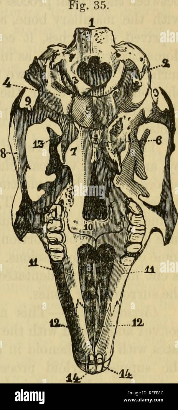 . The comparative anatomy of the domesticated animals. Veterinary ...