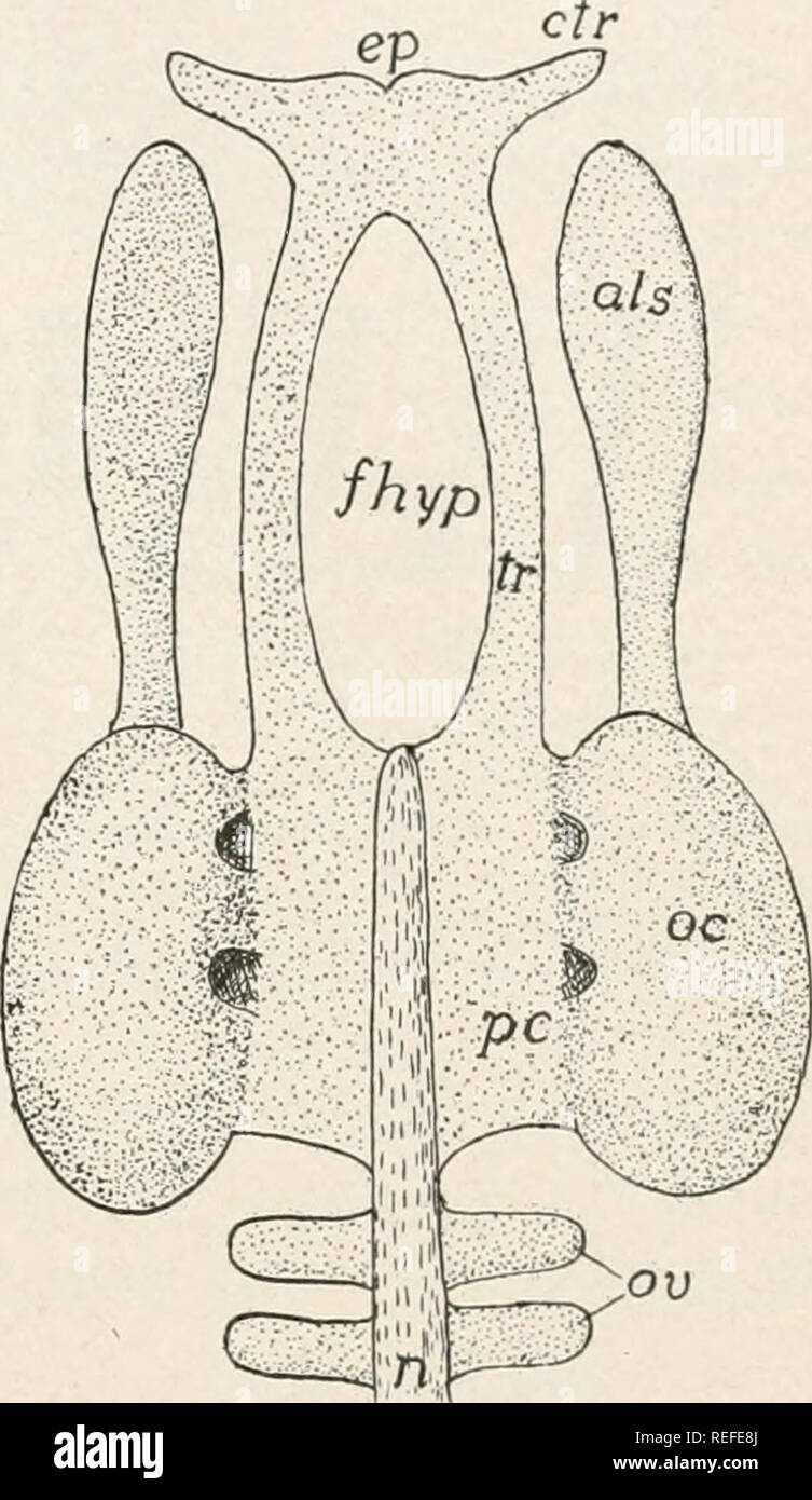 . Comparative anatomy of vertebrates. Anatomy, Comparative; Vertebrates ...