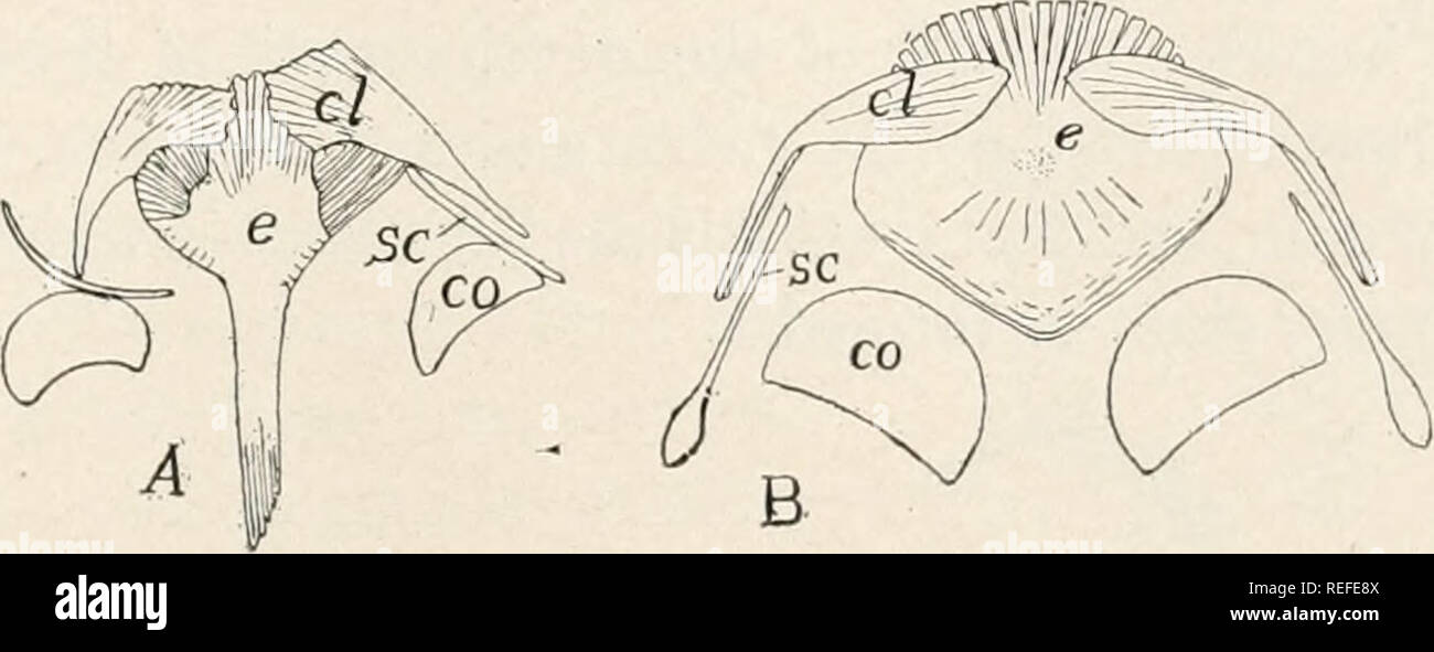 . Comparative anatomy of vertebrates. Anatomy, Comparative; Vertebrates ...