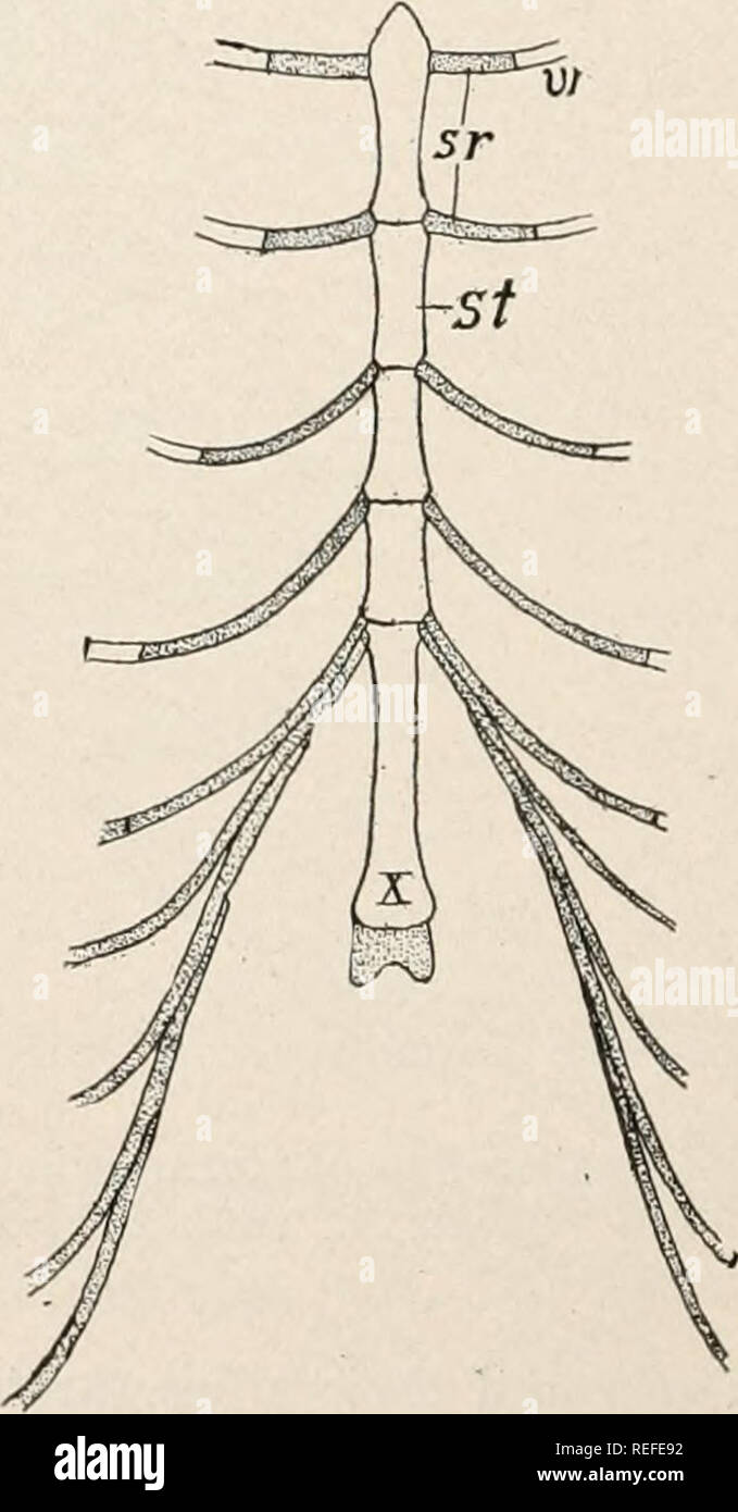 Xiphisternum hi-res stock photography and images - Alamy