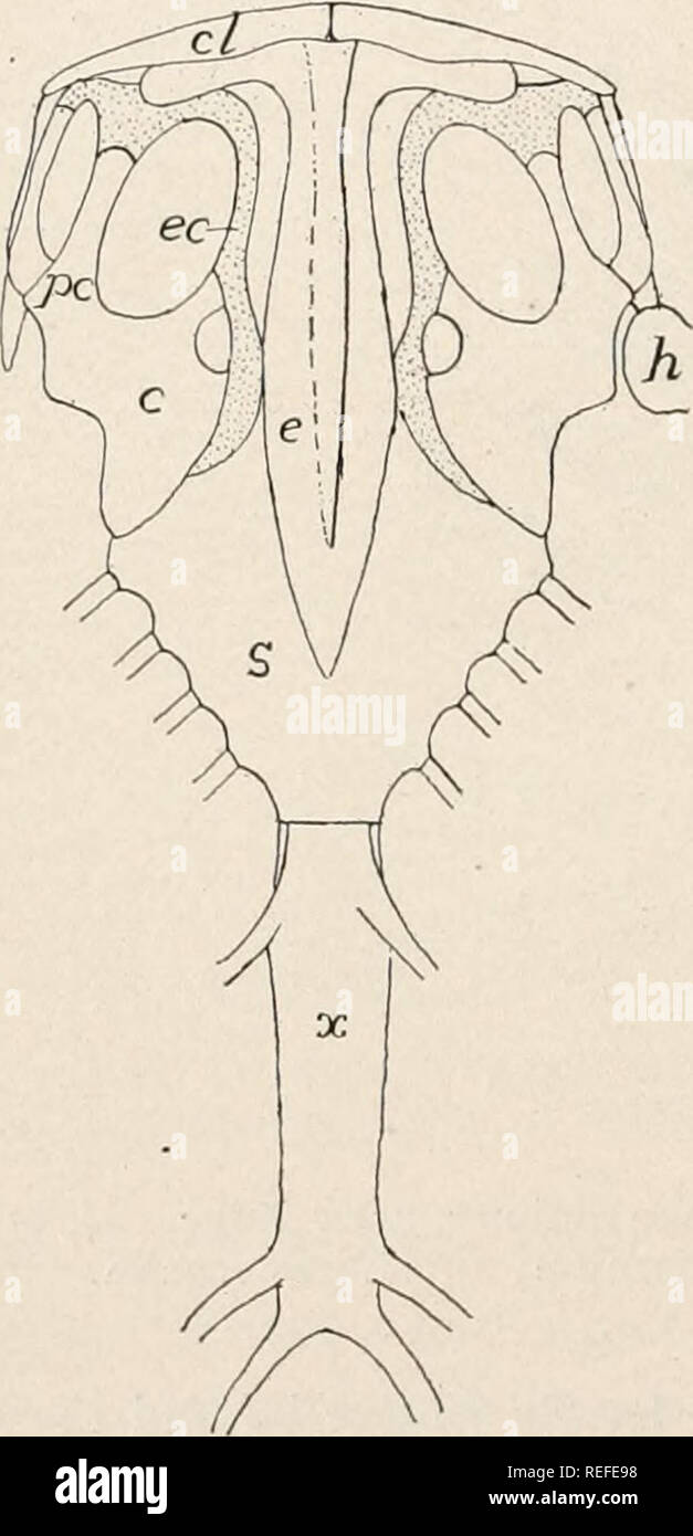 . Comparative anatomy of vertebrates. Anatomy, Comparative; Vertebrates ...