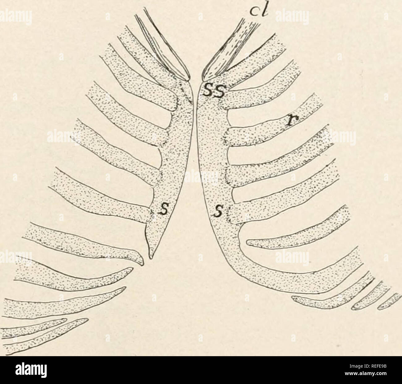Bone growth plate hi-res stock photography and images - Alamy