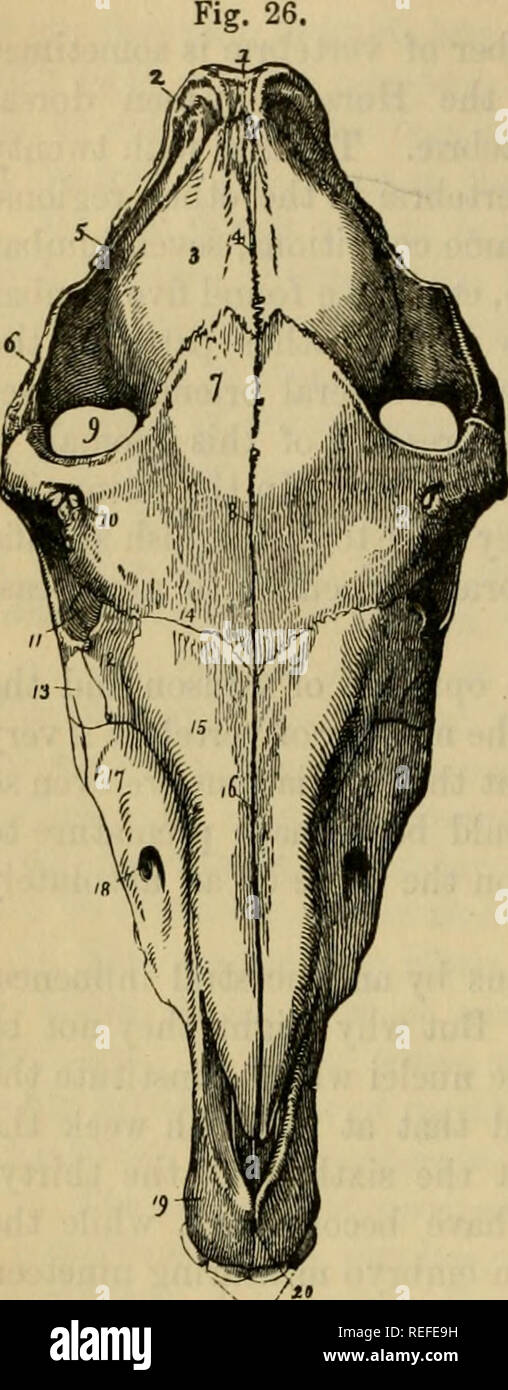 Lumbar vertebras hi-res stock photography and images - Alamy