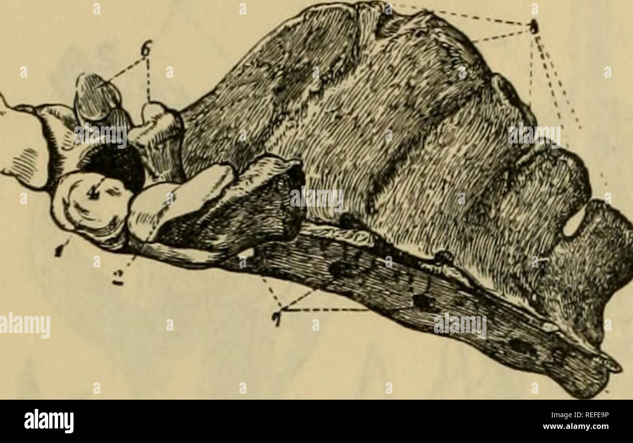 . The comparative anatomy of the domesticated animals. Veterinary ...