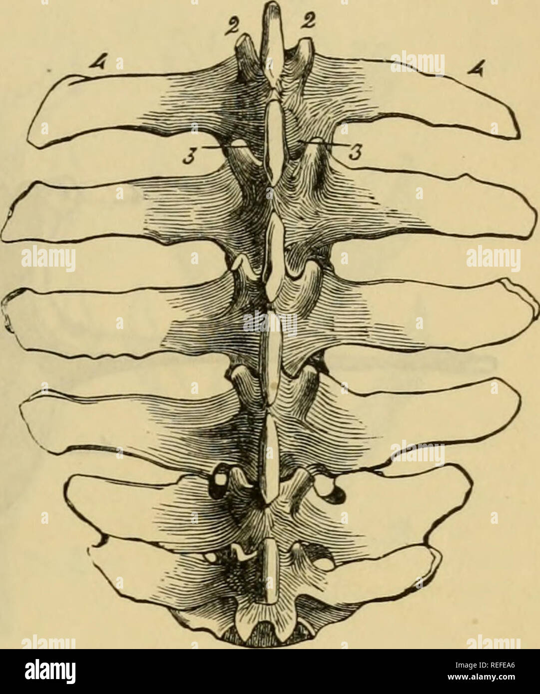 Specific spine type hi-res stock photography and images - Alamy