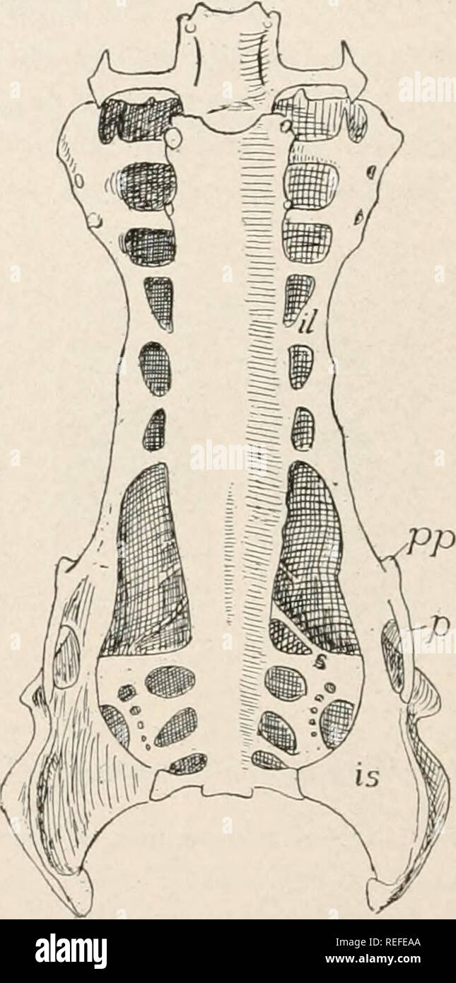 . Comparative anatomy of vertebrates. Anatomy, Comparative; Vertebrates ...