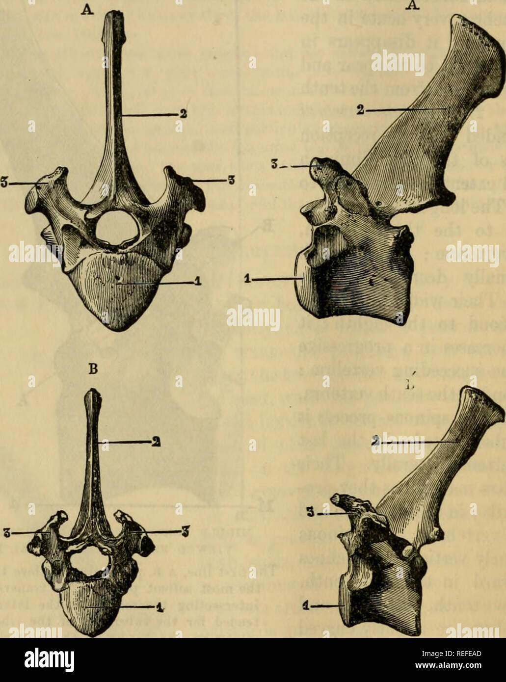 . The comparative anatomy of the domesticated animals. Veterinary ...
