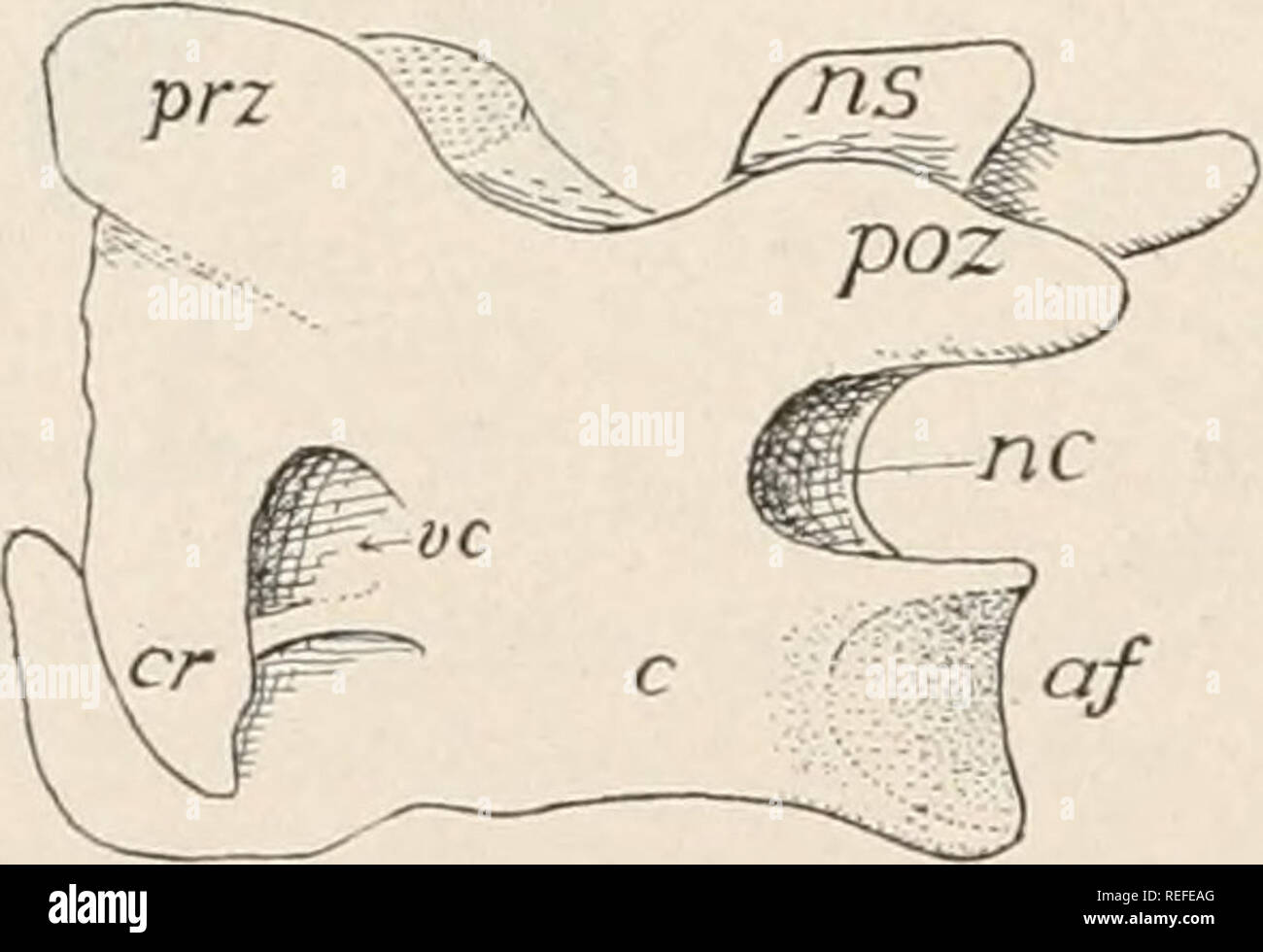 Urodeles hi-res stock photography and images - Alamy
