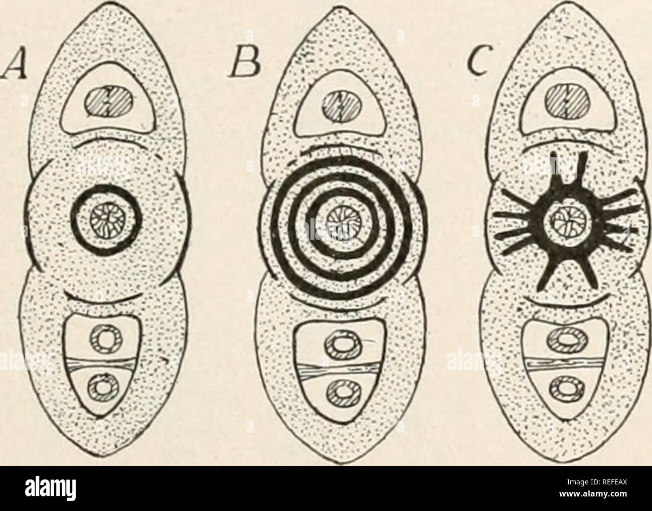 . Comparative anatomy of vertebrates. Anatomy, Comparative; Vertebrates ...