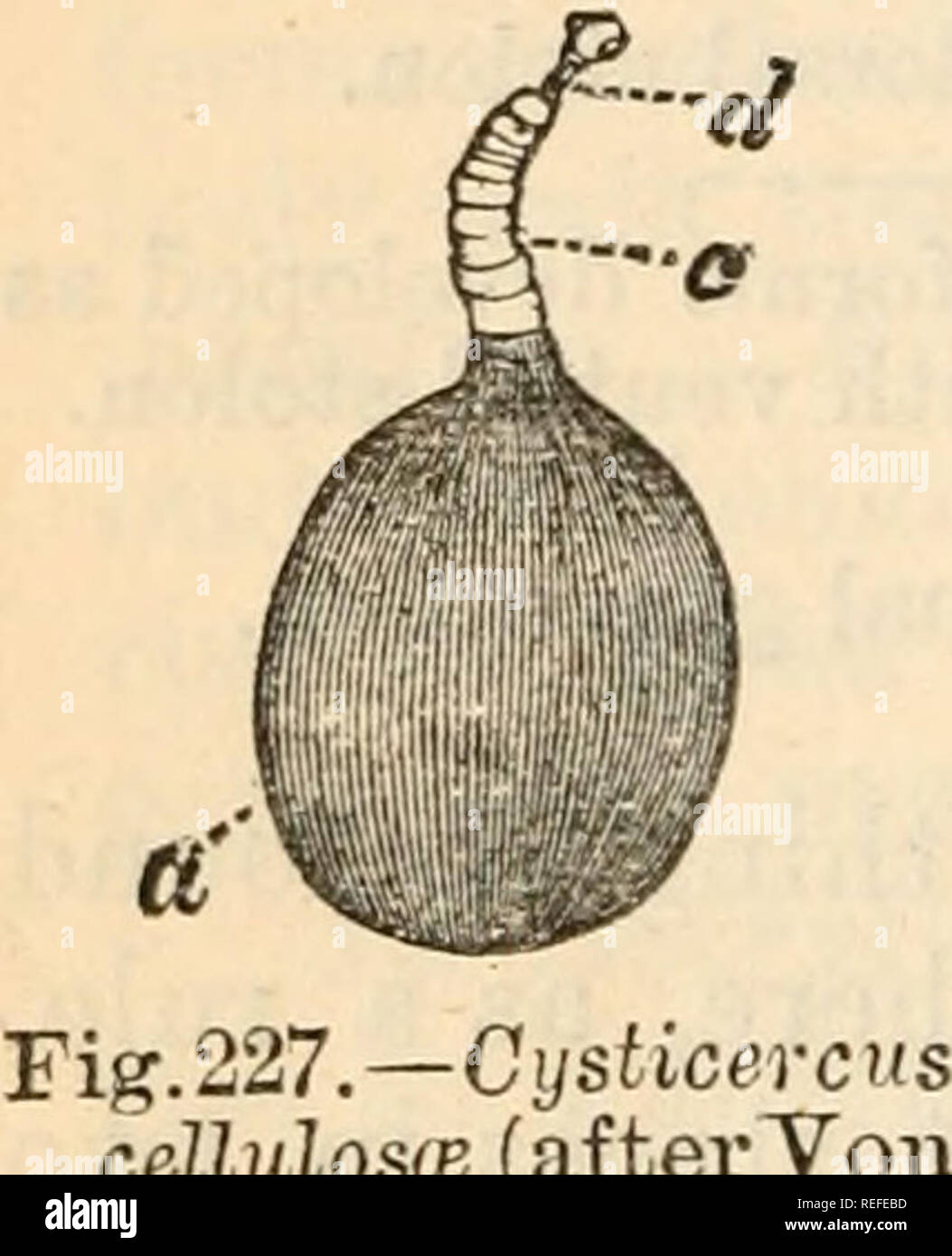 . Comparative anatomy and physiology. 546 COMPARATIVE ANATOMY AND ...