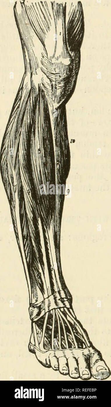 Anterior tibial muscles hi-res stock photography and images - Alamy