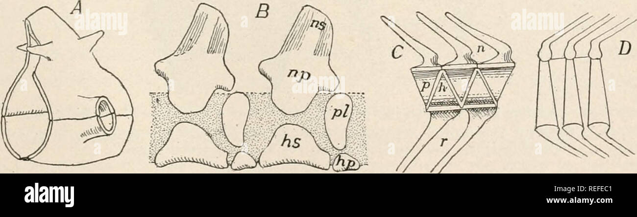 . Comparative anatomy of vertebrates. Anatomy, Comparative; Vertebrates ...