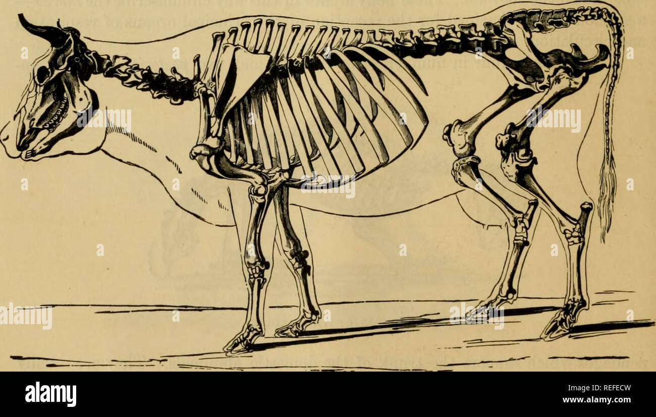 . The comparative anatomy of the domesticated animals. Veterinary ...