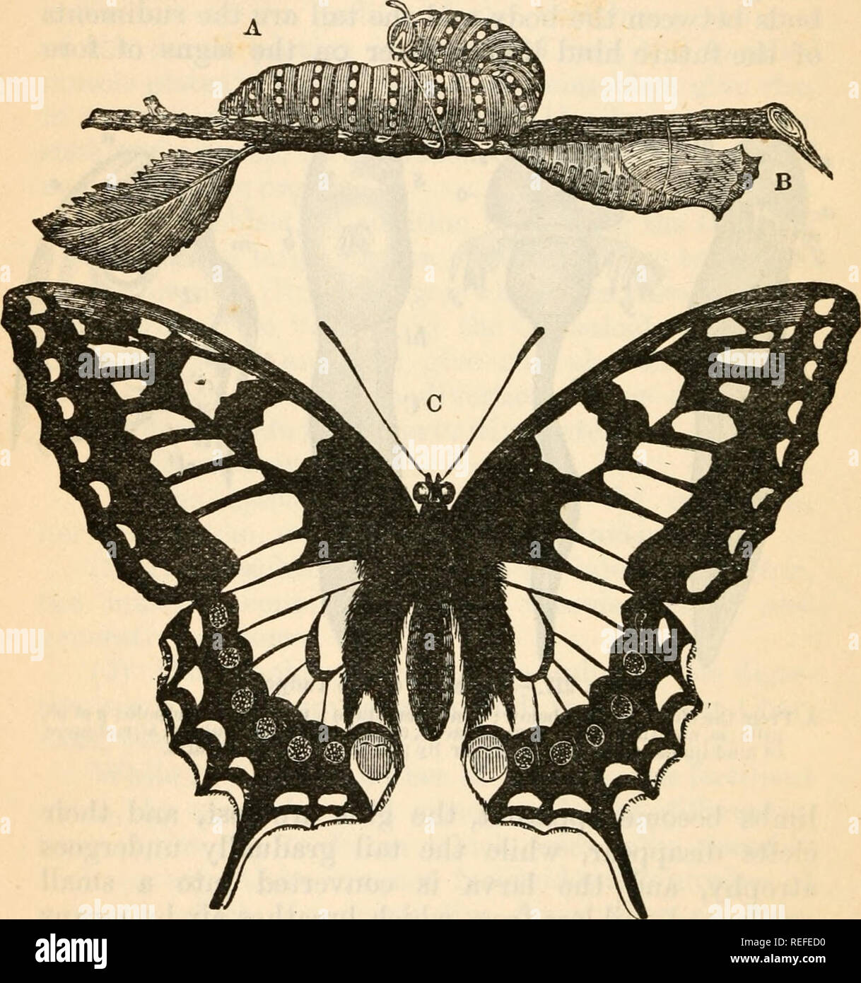 Maggot Chrysalis High Resolution Stock Photography and Images - Alamy