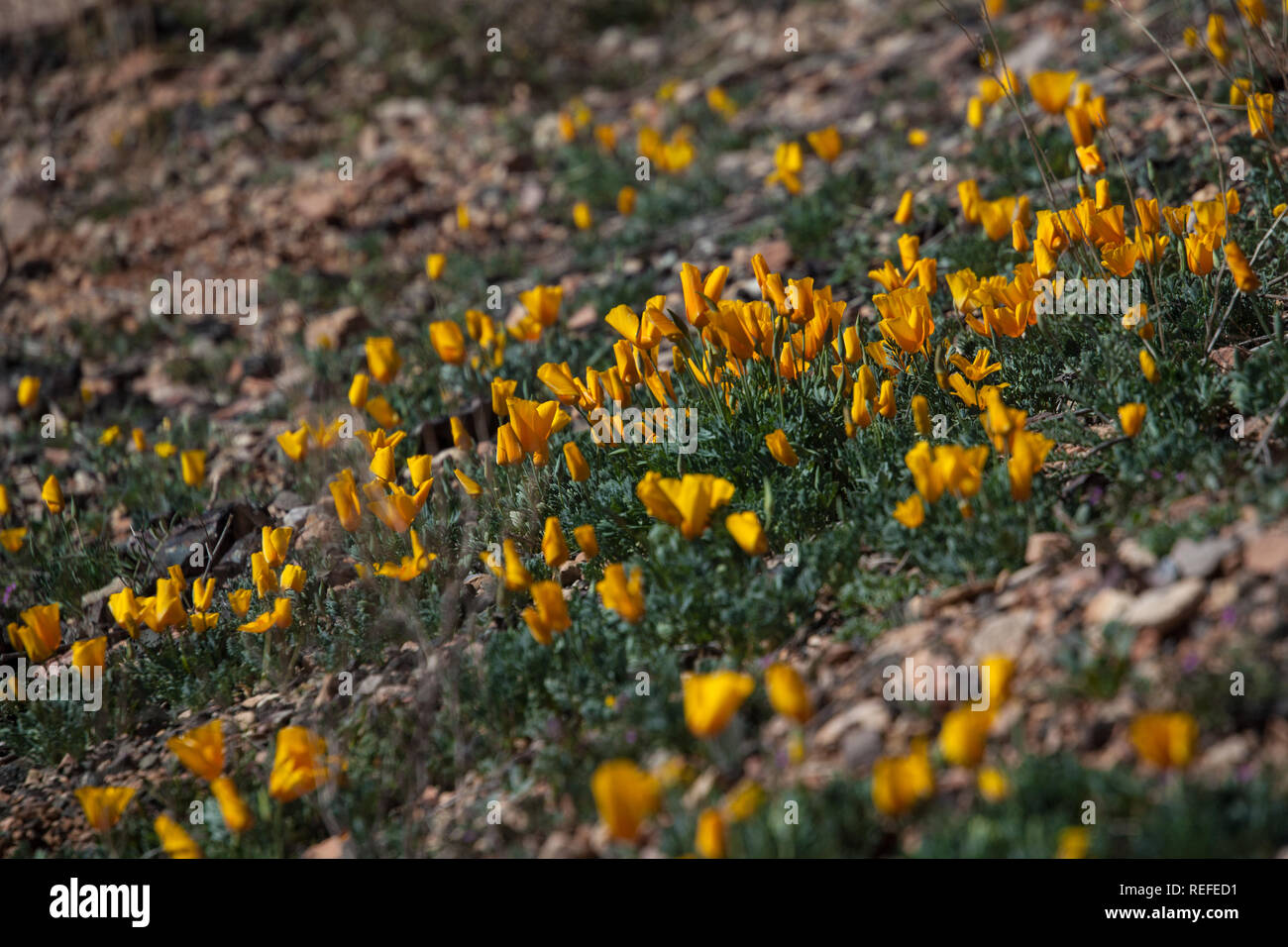 Mexican patch hi-res stock photography and images - Alamy