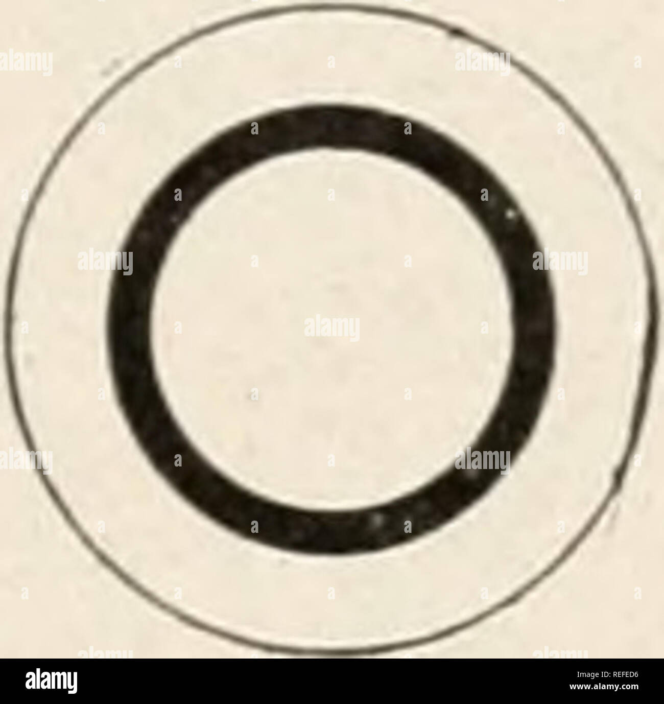 Endoskeleton of vertebrates hi-res stock photography and images - Alamy