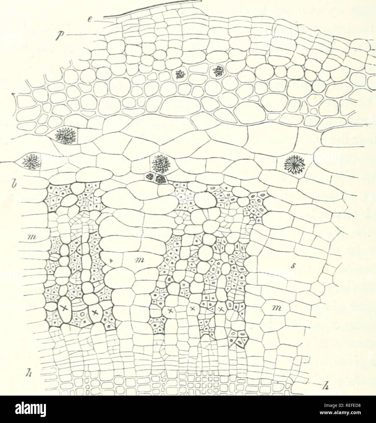 . Comparative anatomy of the vegetative organs of the phanerogams and ...